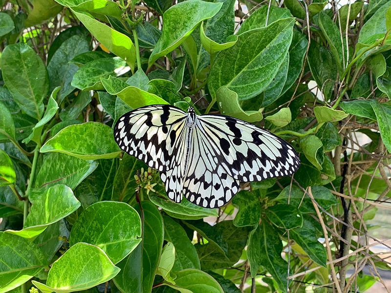 Ogomadara butterfly kikaijima tokyo weekender lisa wallin