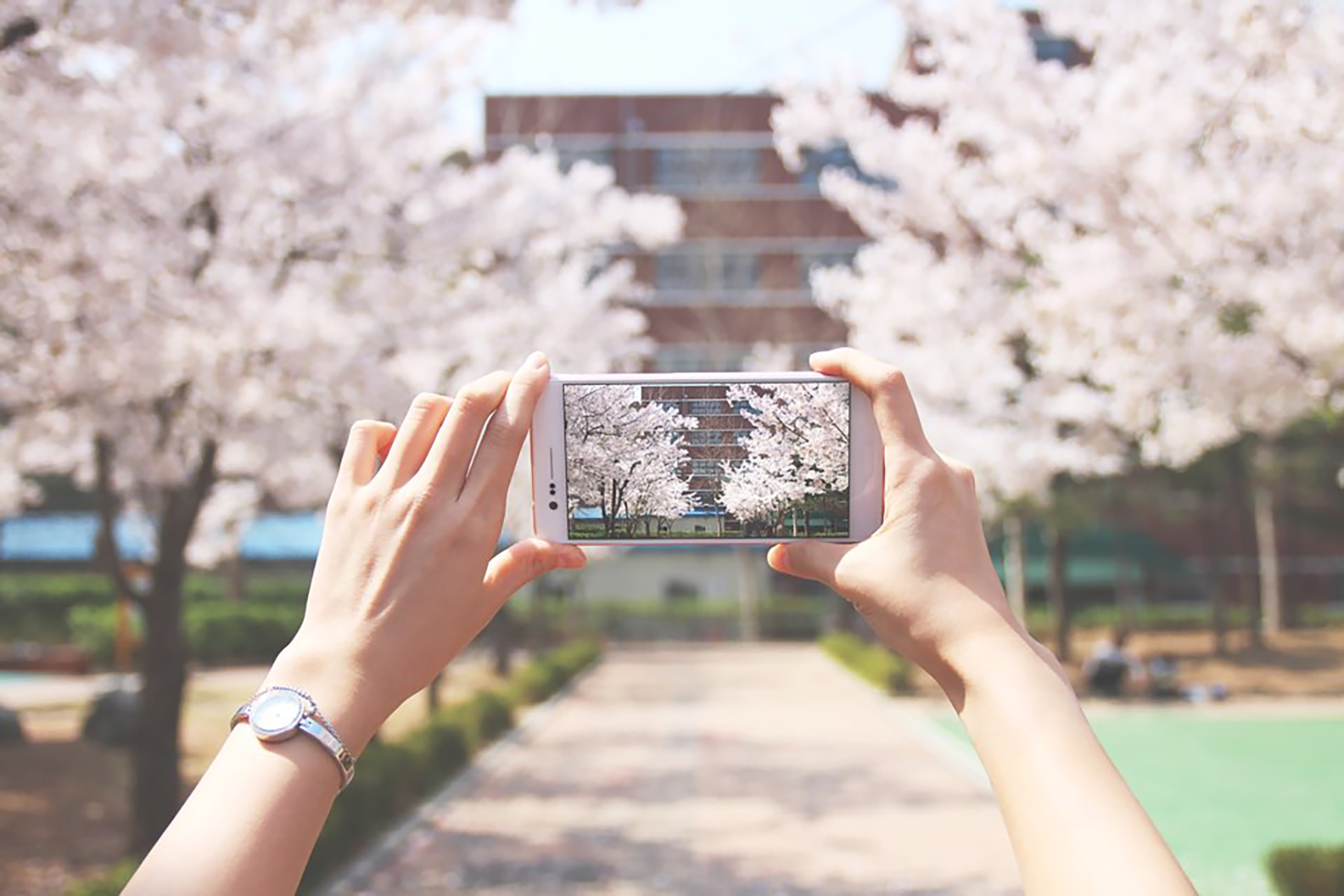 Hanami in Tokyo: The Weekender Cherry Blossom Guide | Tokyo Weekender