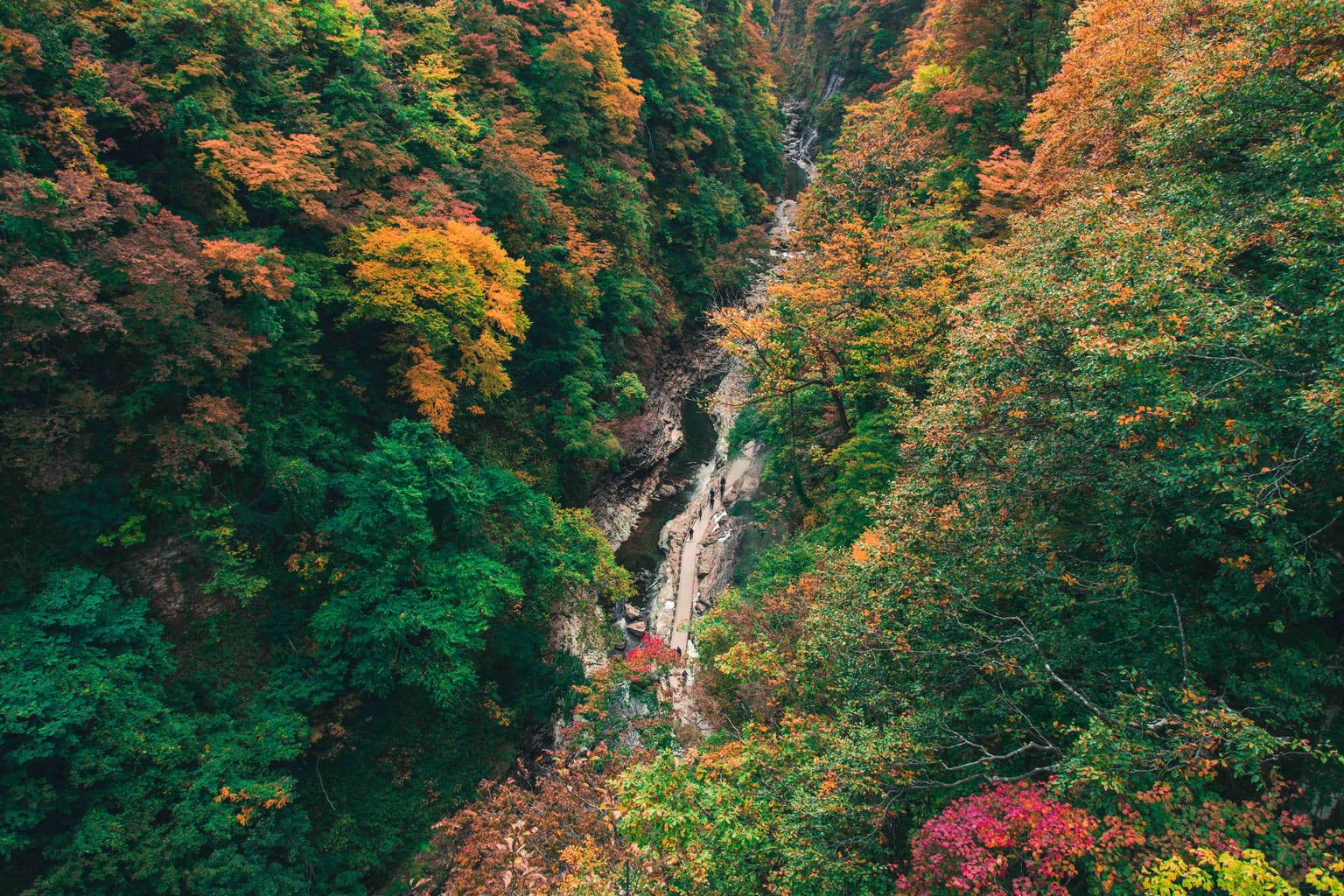 Akita in Autumn