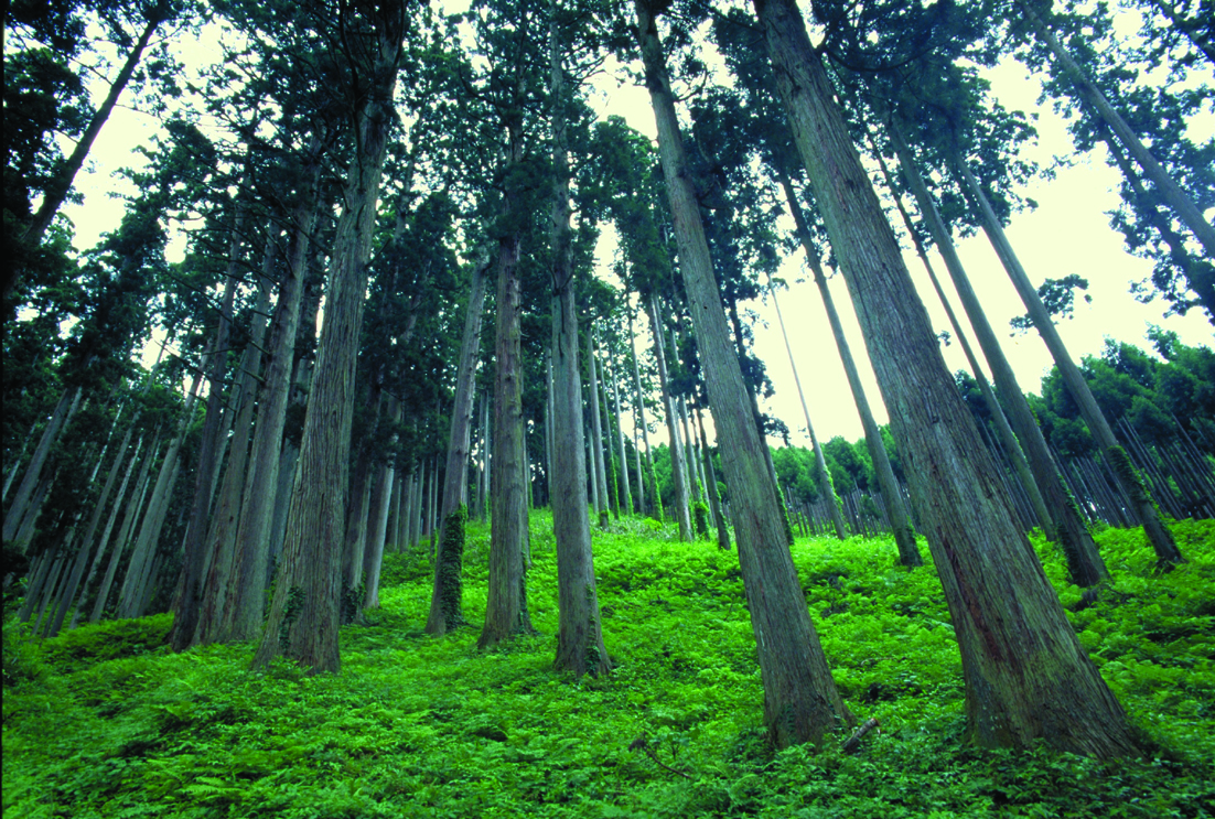 Chizu Japan Beautiful Forest Village Tokyo Weekender