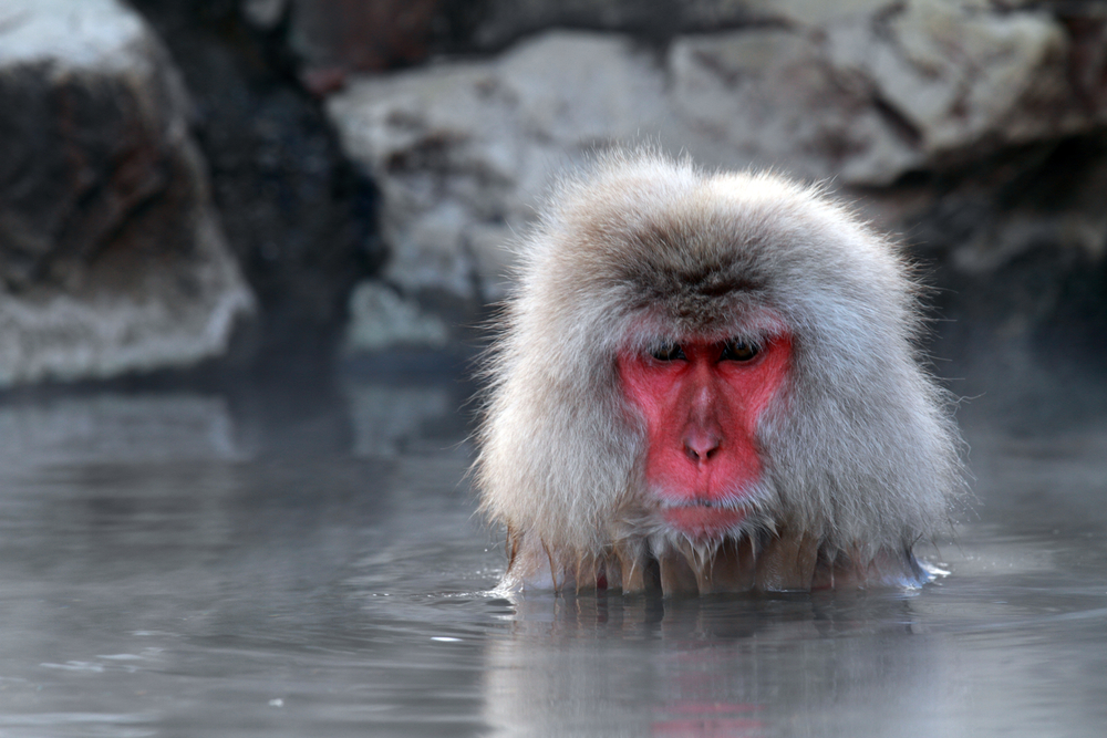 Japanese Snow Monkey Memes