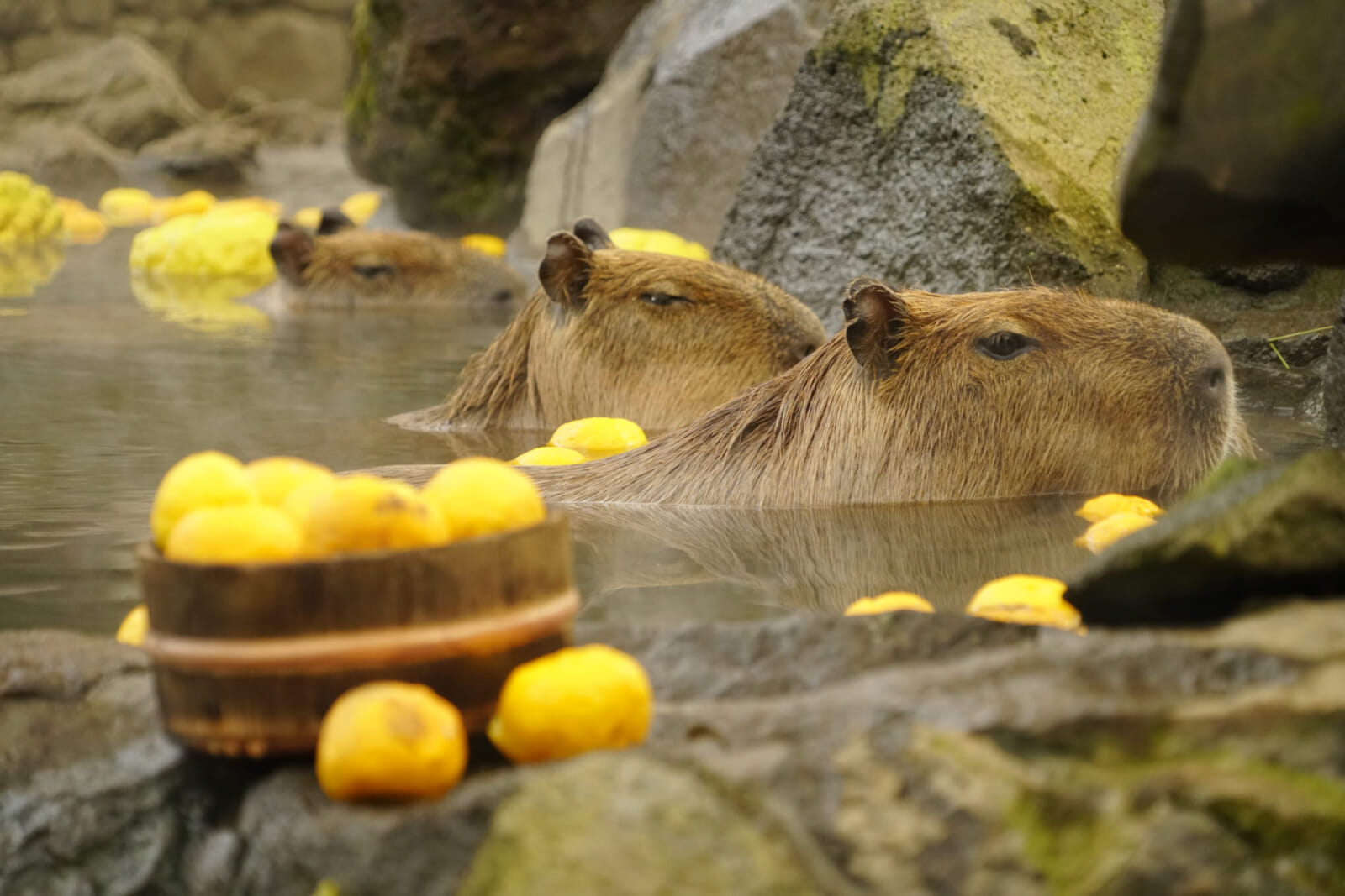 Capybara,In,Japanese,Hot,Both,With,Yellow,Yuzu,Fruit