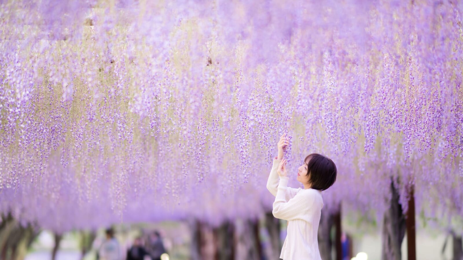 Fuji,Or,Wisteria,:,Ashikaga,Flower,Park,:,March,3,