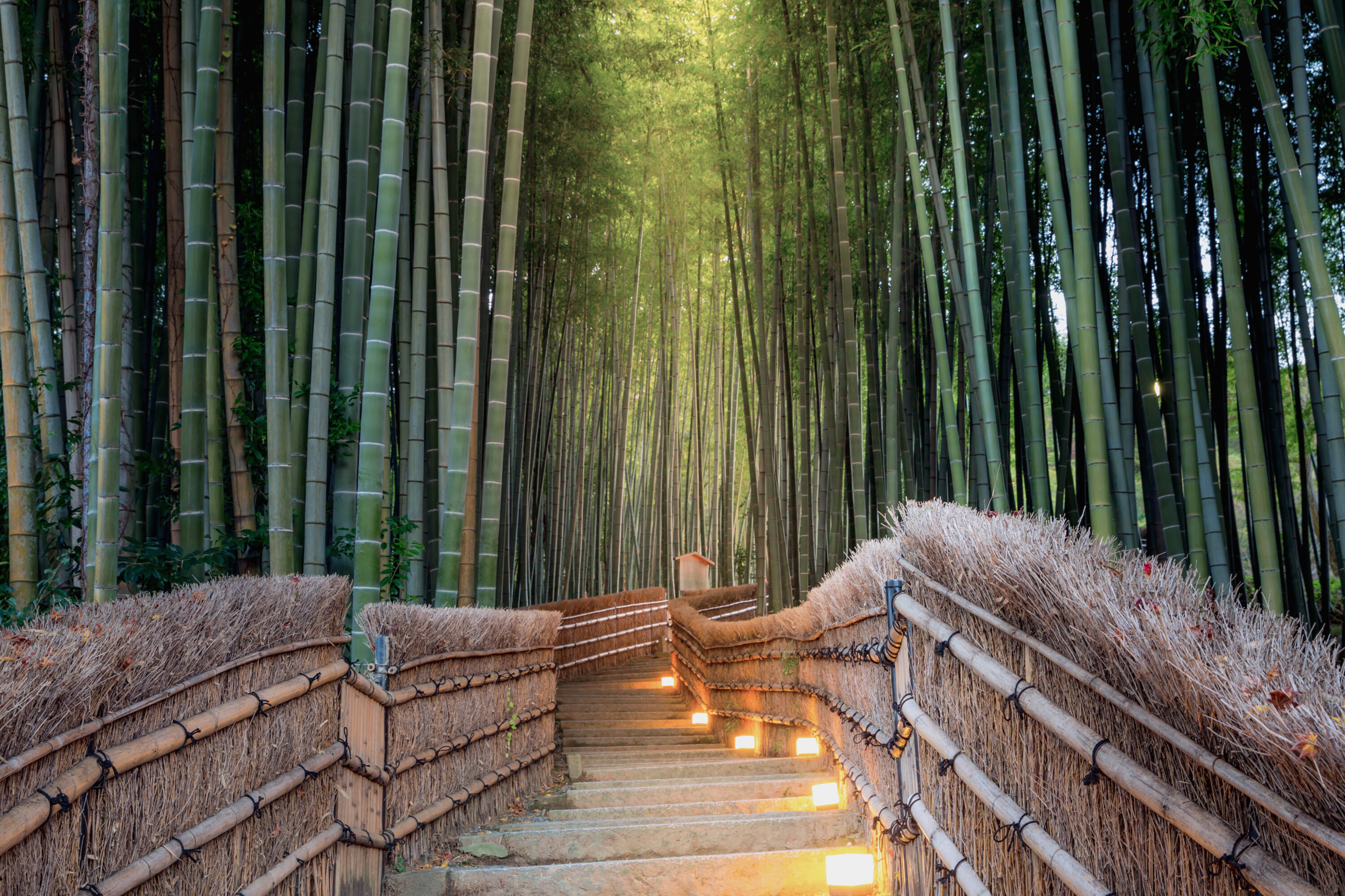 Japanese Bamboo Forest Memes