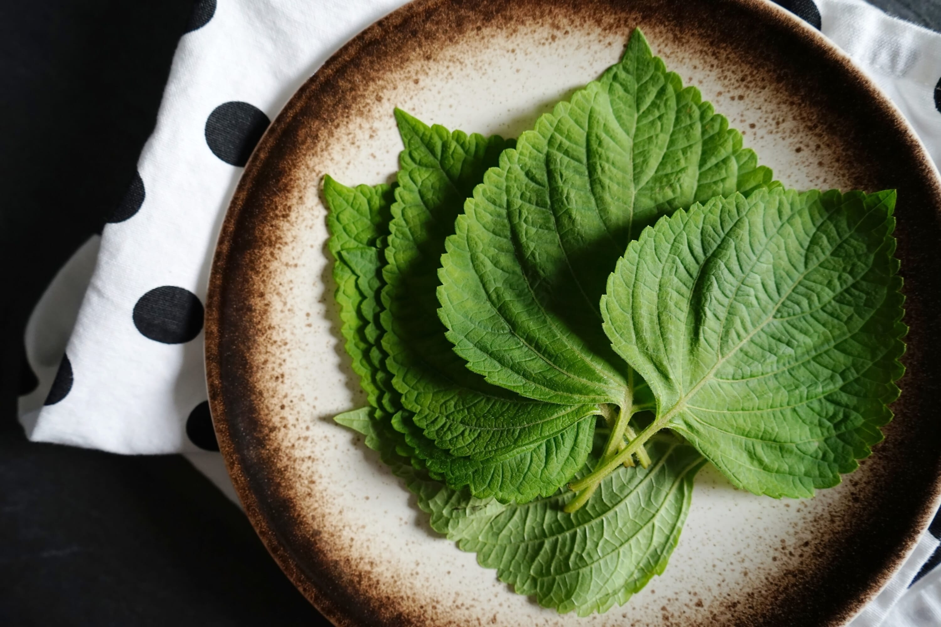 What is Shiso? A Guide to Japan's Favorite Herb | Tokyo Weekender