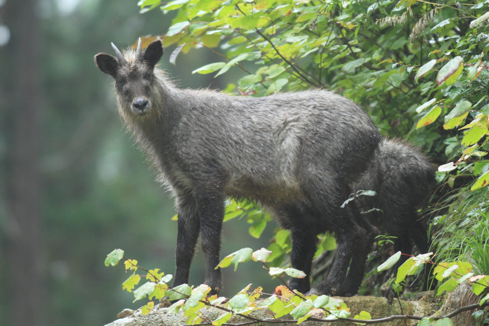 Endemic Animals of Japan - Japanese Serow - Tokyo Weekender