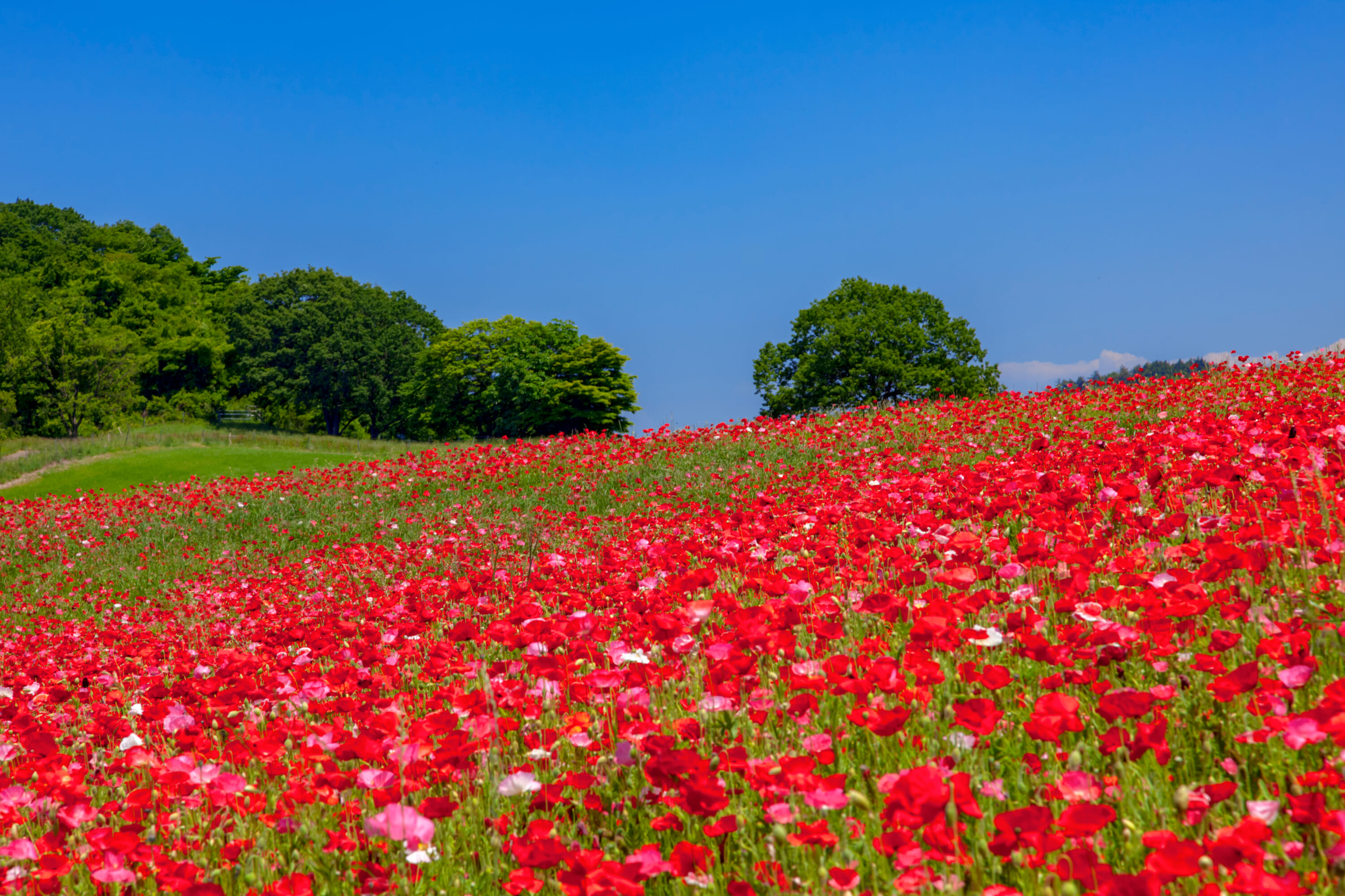 Konosu Poppy Festival