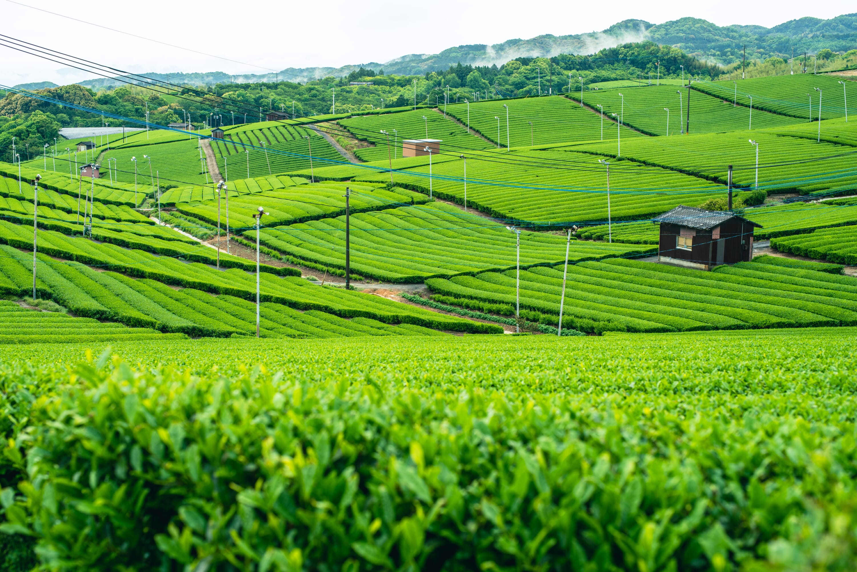 The Best Things To Do in Yame, Kyushu's Tea Capital