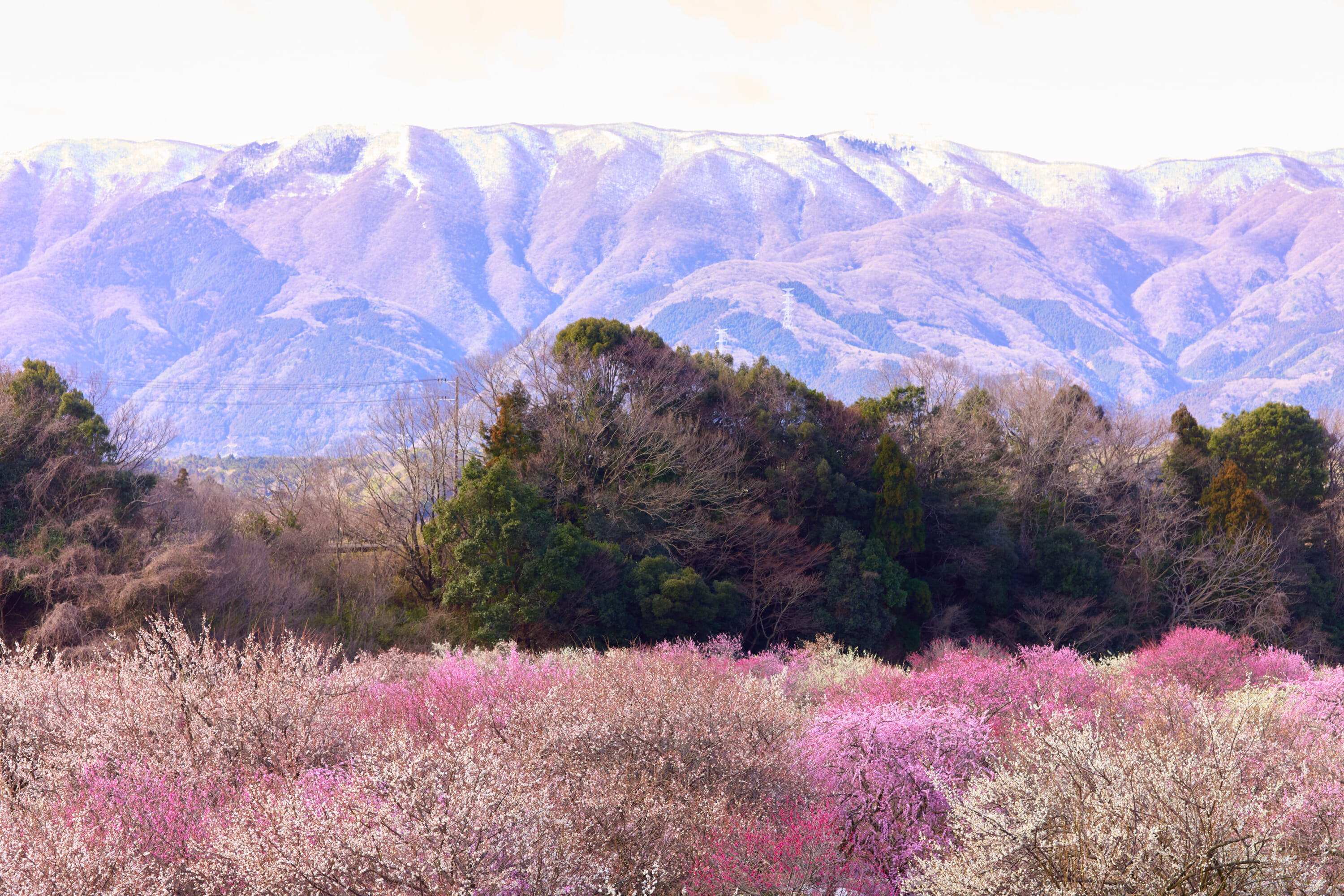 Inabe City: Escape Into Plum Forest Paradise