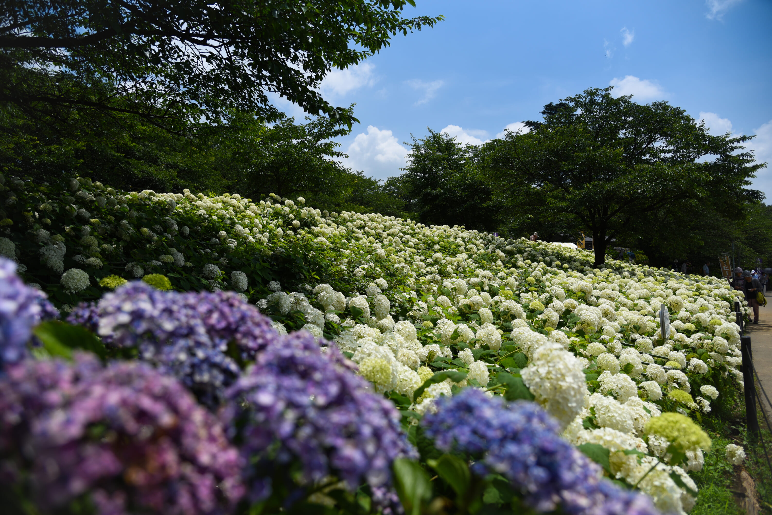 Hydrangea Festivals 2025: The Best Places To Visit This Summer