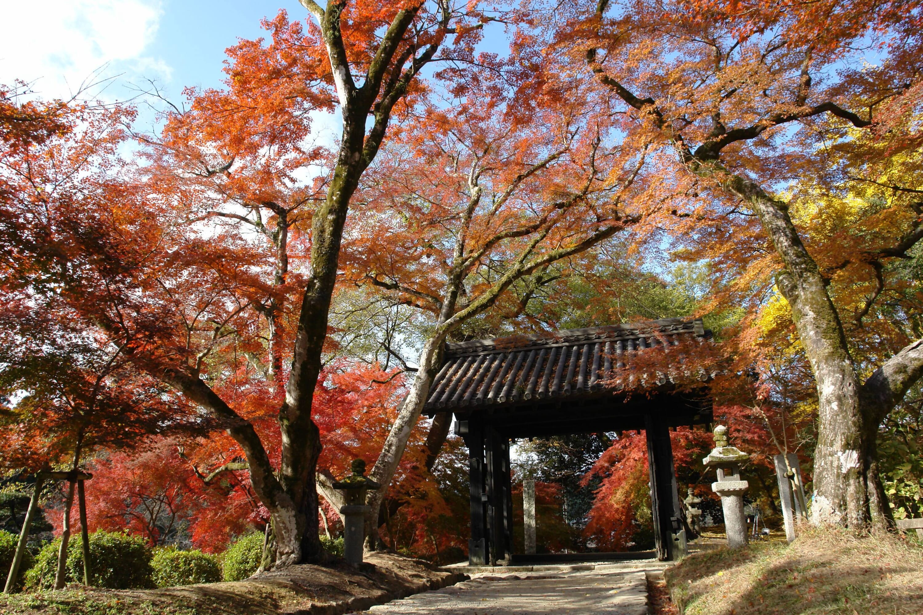 Fukuoka Fall Travel Guide: Must-See Foliage Spots & Cultural Experiences