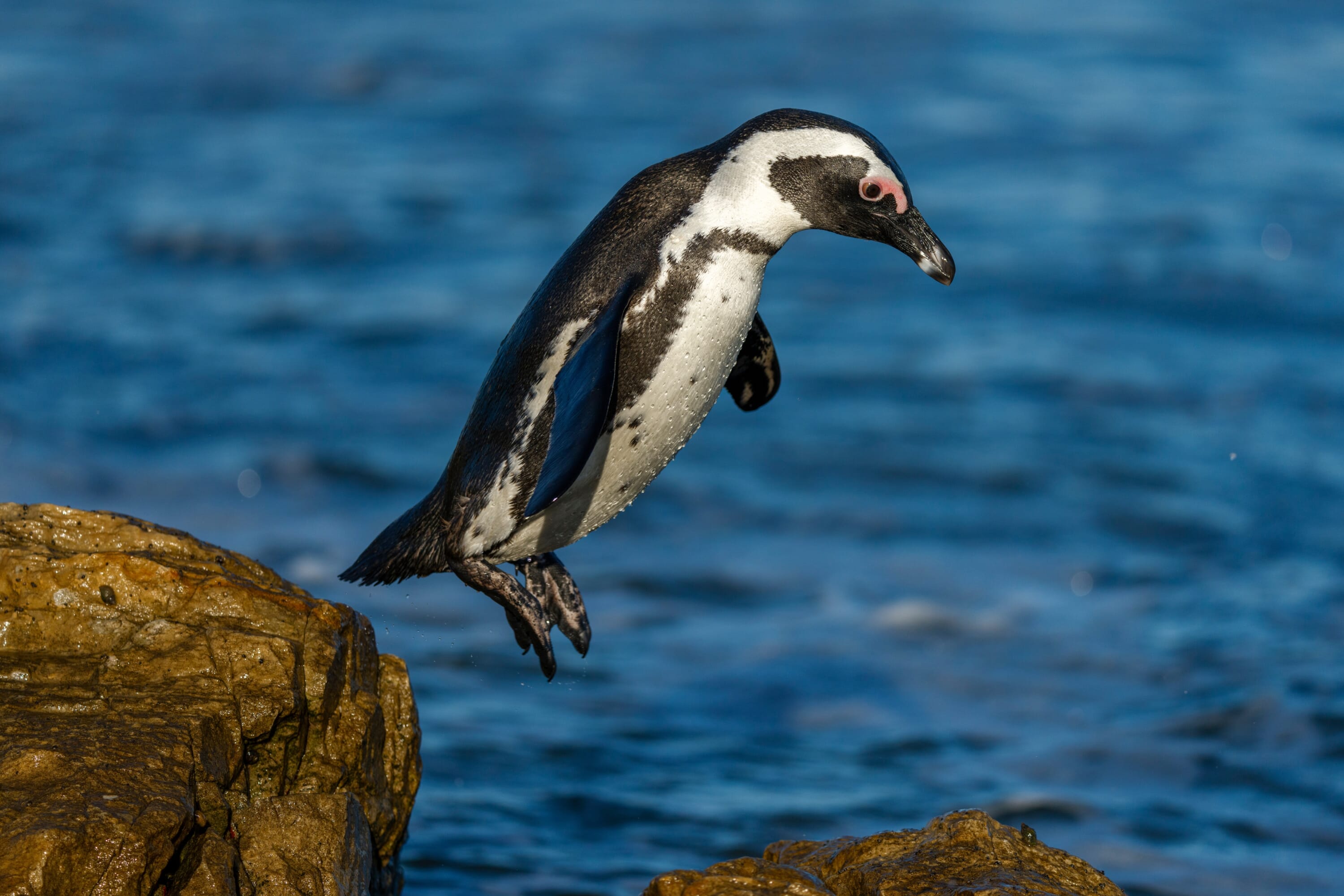 'It's a Miracle': Runaway Penguin Found Two Weeks After Escape