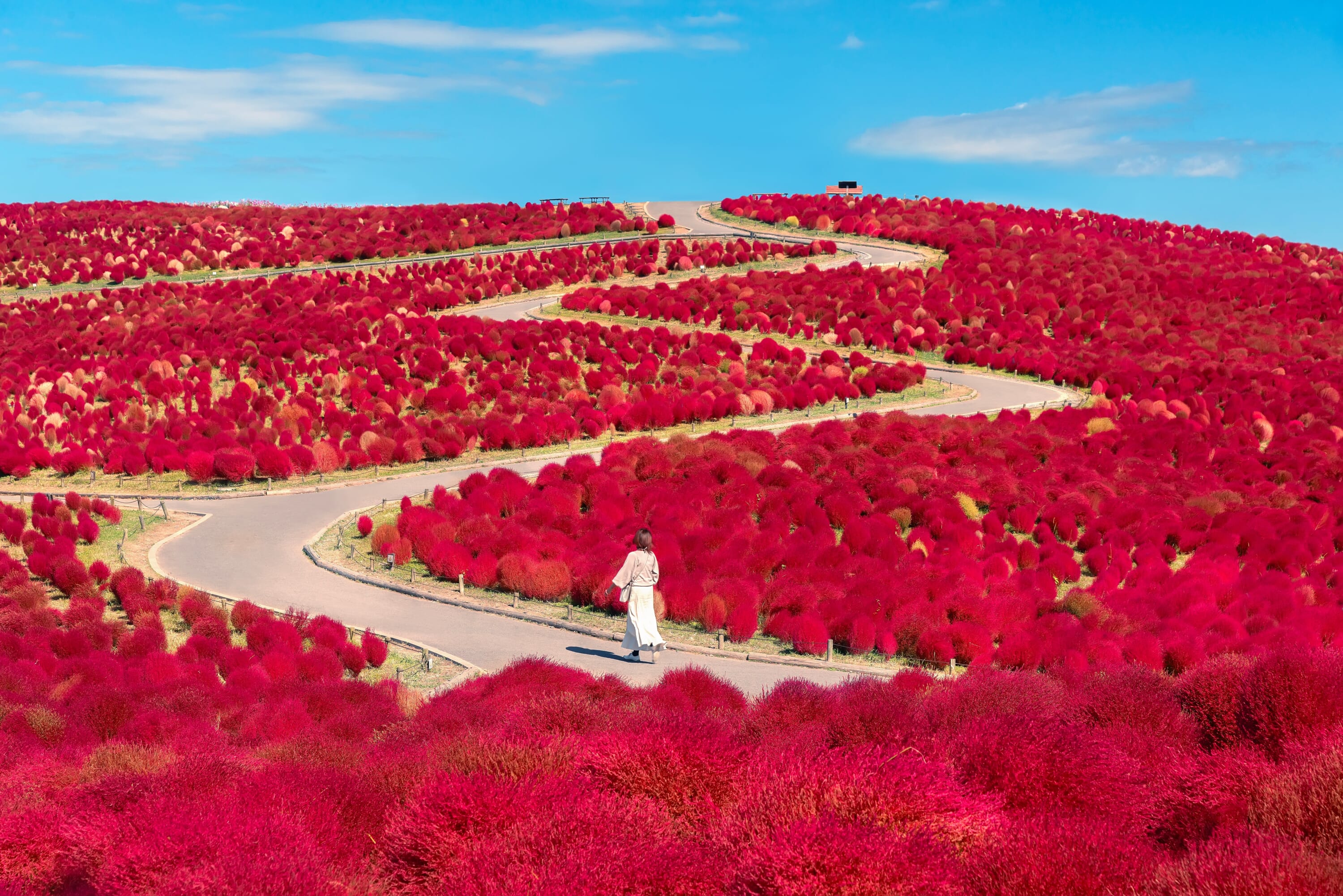 Where to Find Red Kochia Bushes in Japan: Best Locations and Times