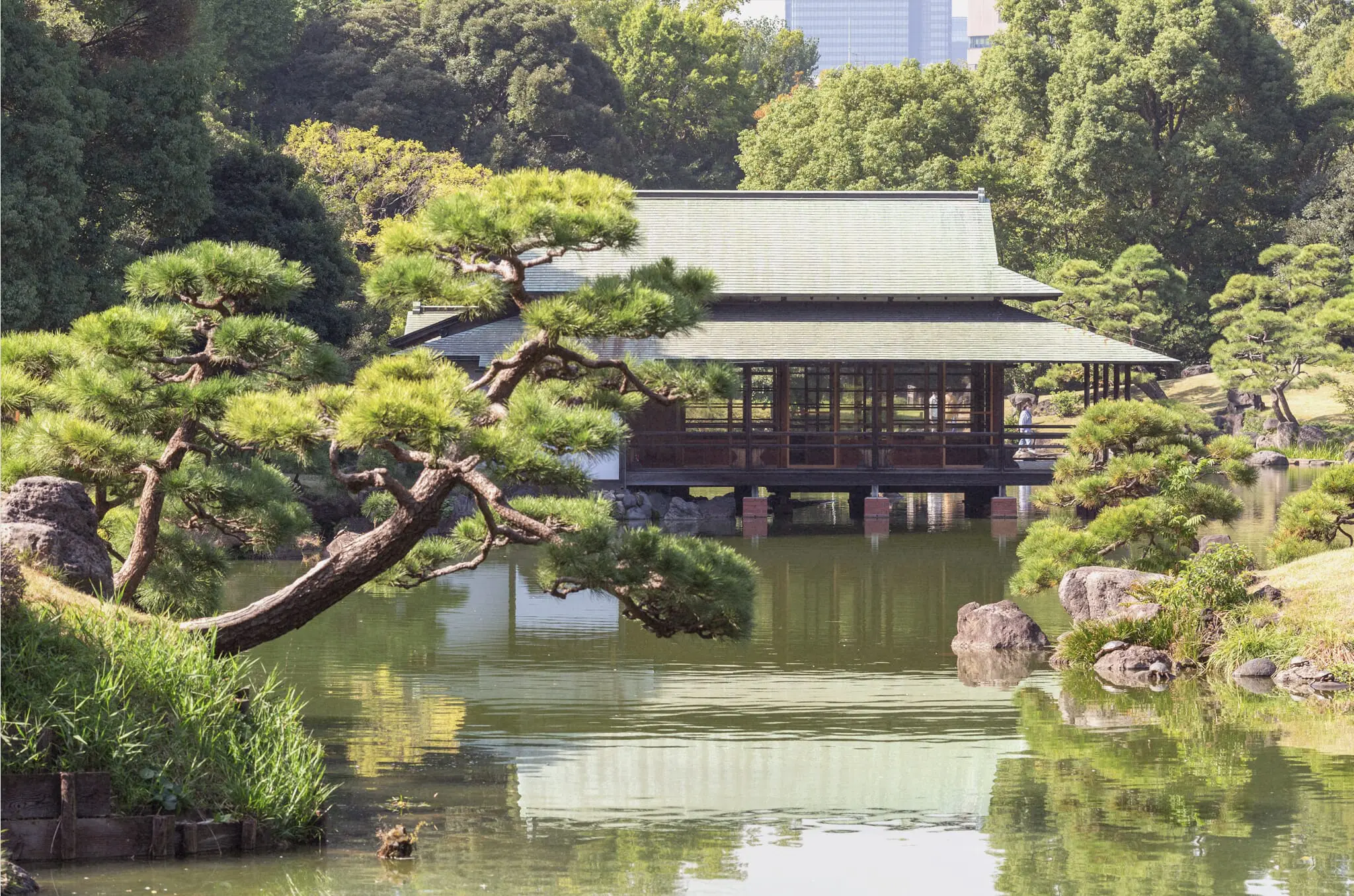 Beautiful Tree Japanese Garden