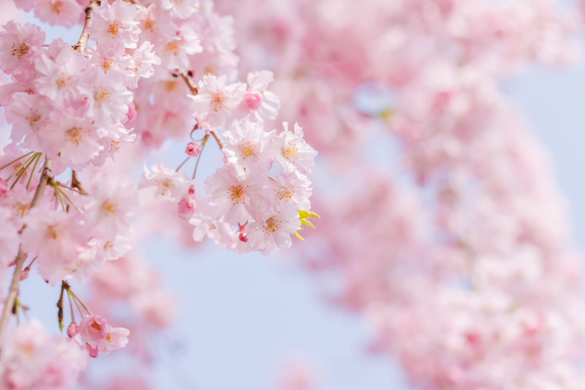 Japan Cherry Blossom Forecast 2026: The Best Times To See Sakura
