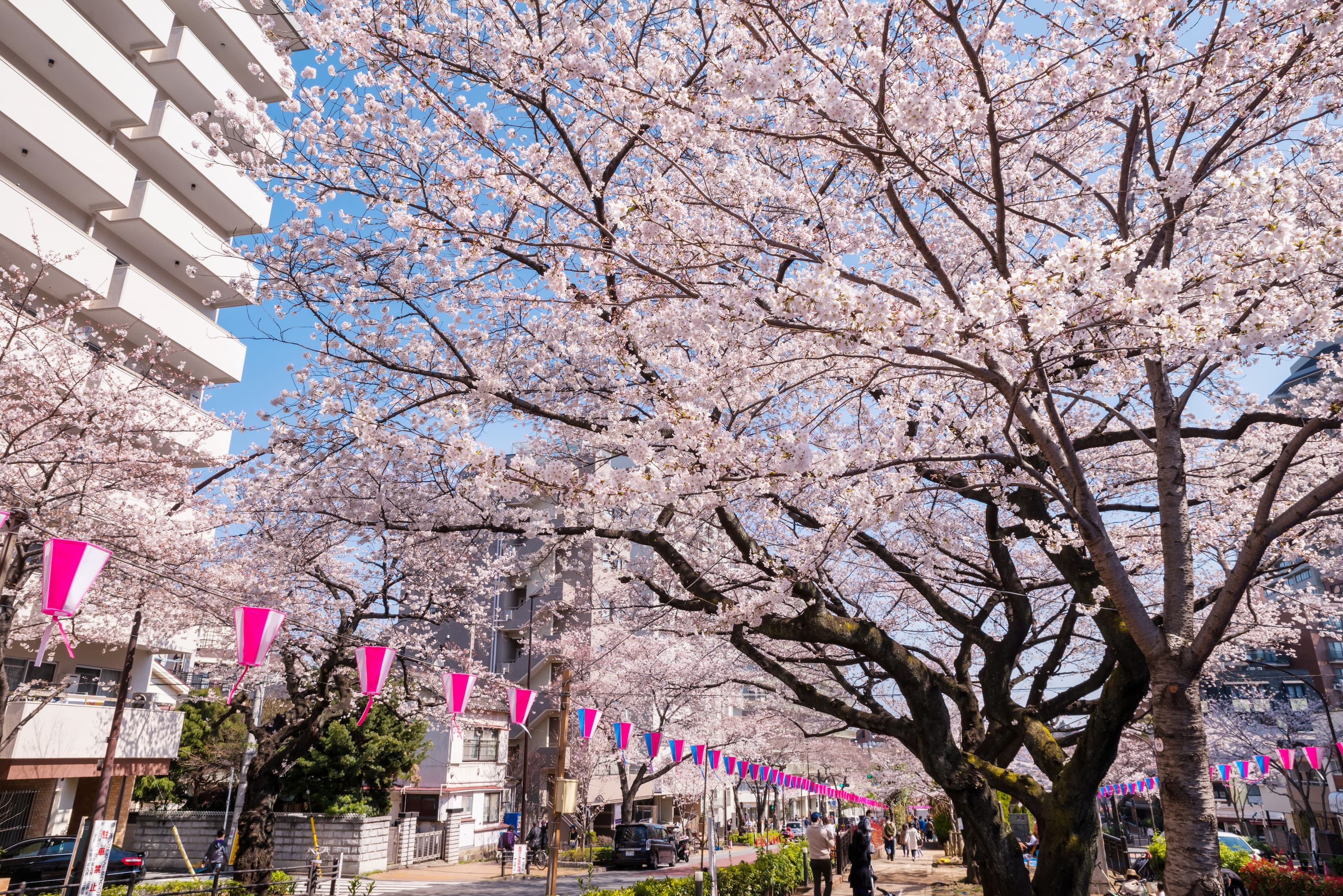 The Best Cherry Blossom Festivals in Tokyo To Visit in 2026