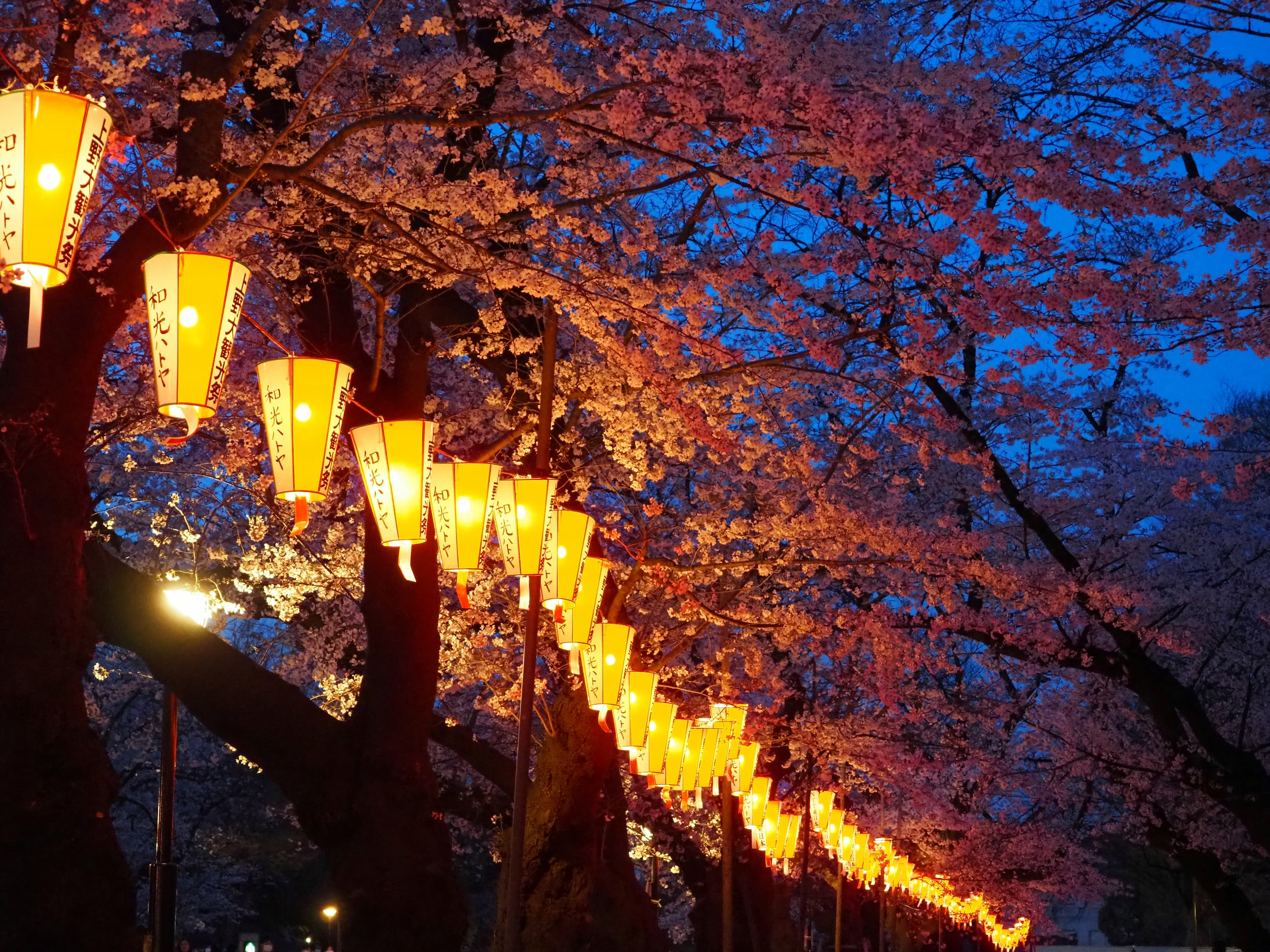 The Best Cherry Blossom Festivals in Tokyo To Visit in 2026