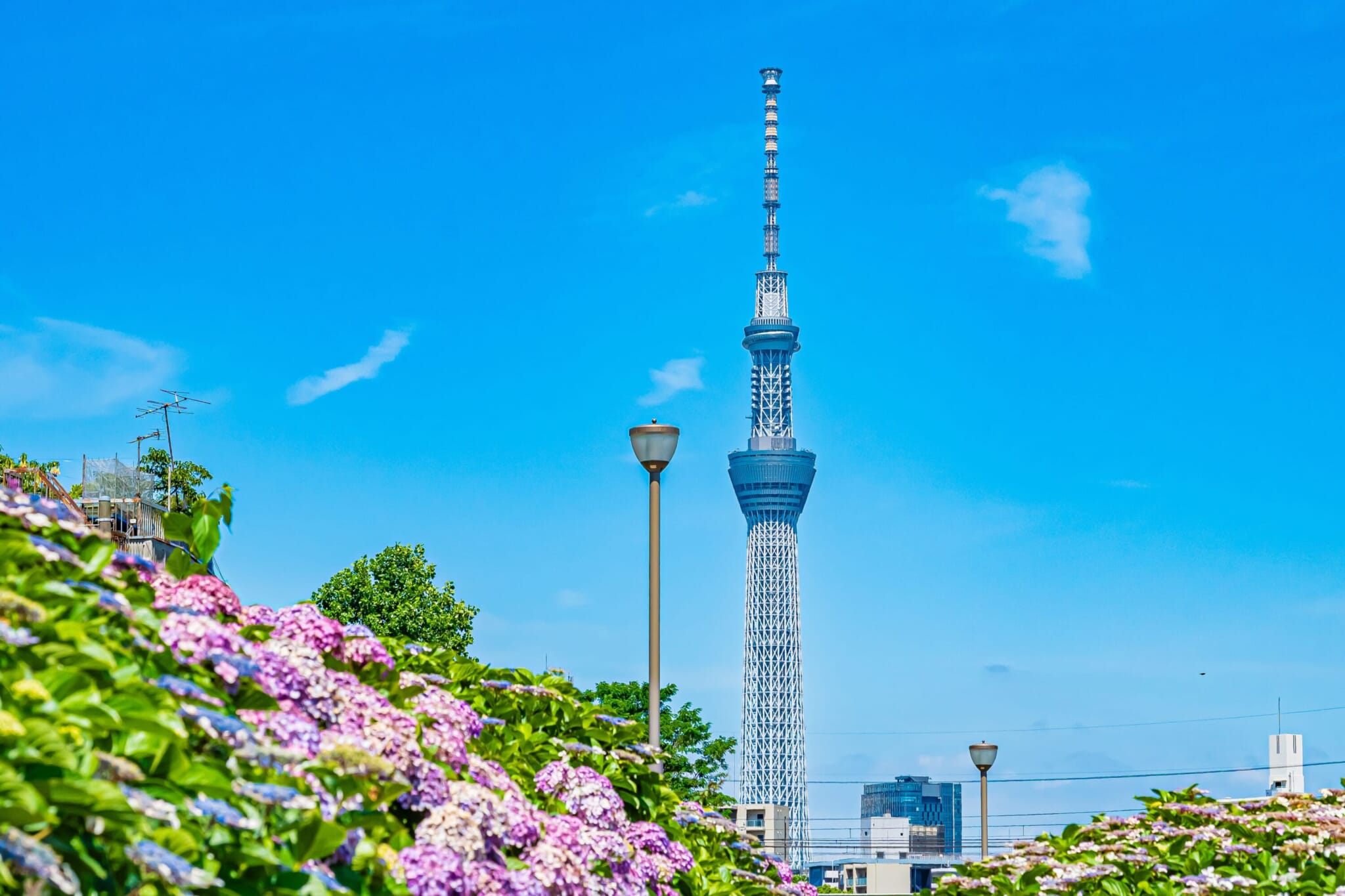 The Best Things To Do in Tokyo This Month: June 2026